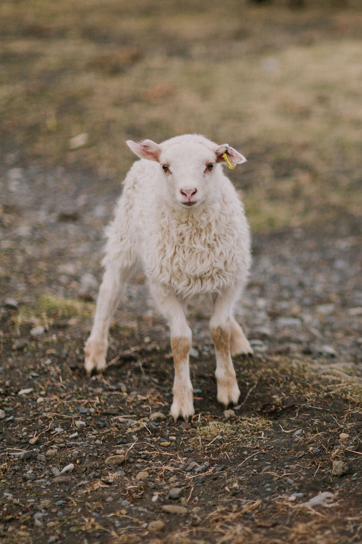 Iceland Tour: Ice, Sheep, & Airplanes - Let's Frolic Together